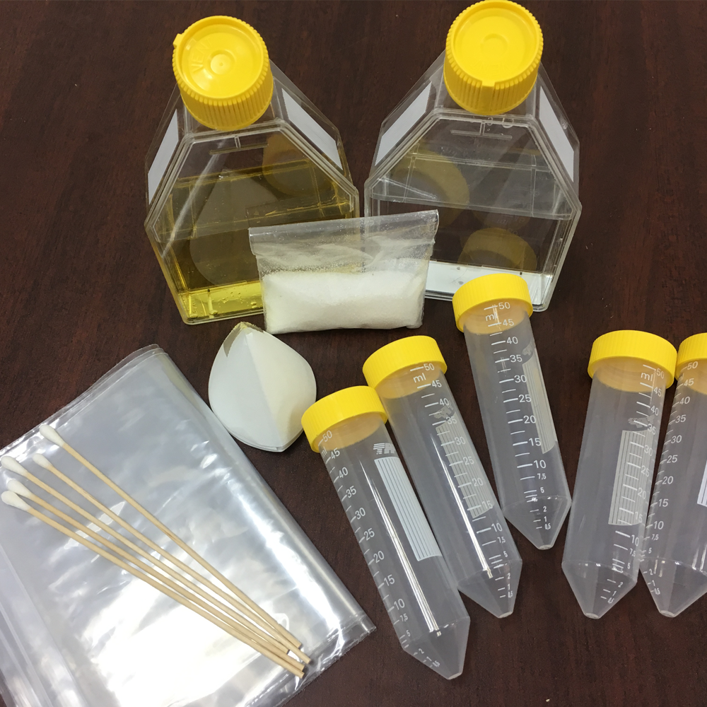 GogoKids | Fruit DNA Extraction Kit